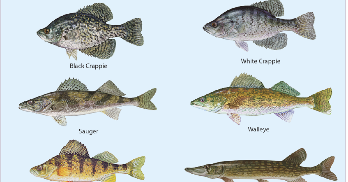 difference between walleye and perch