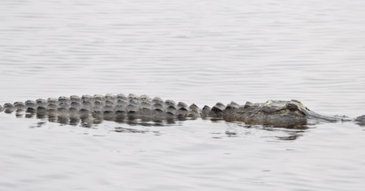 Florida Alligator Hunting Adventure | eRegulations