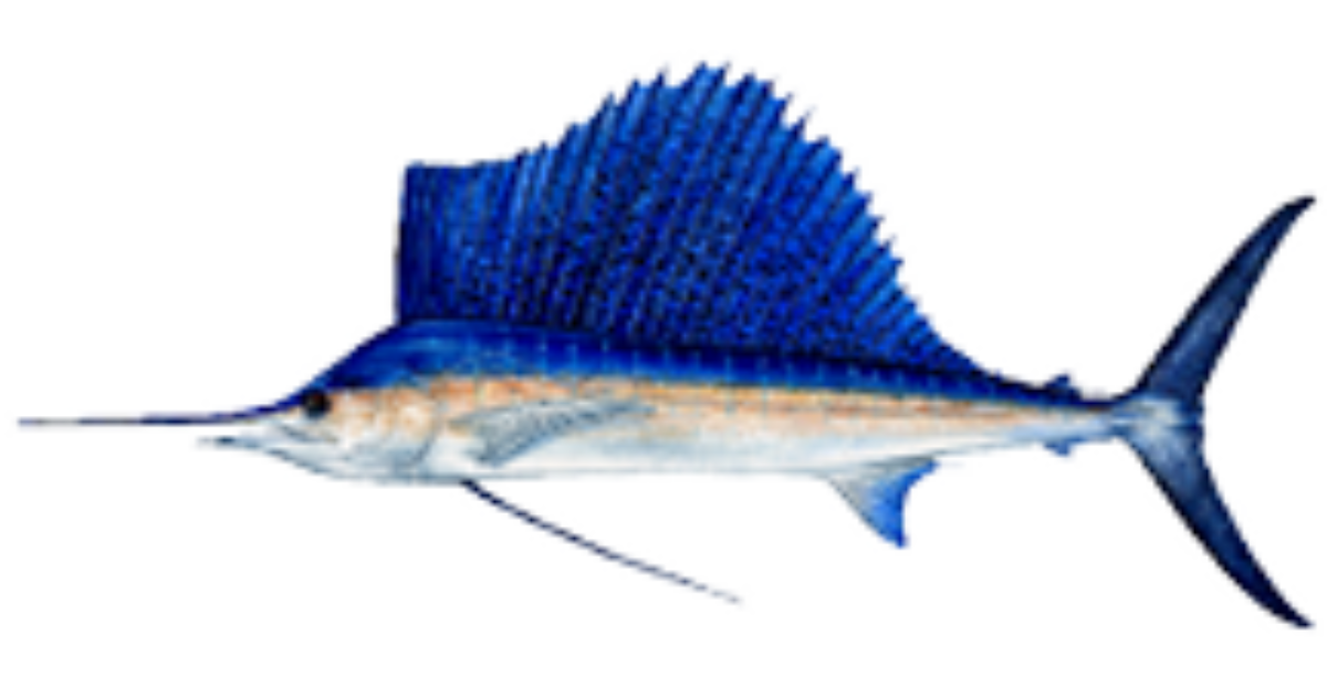 swordfish size limit