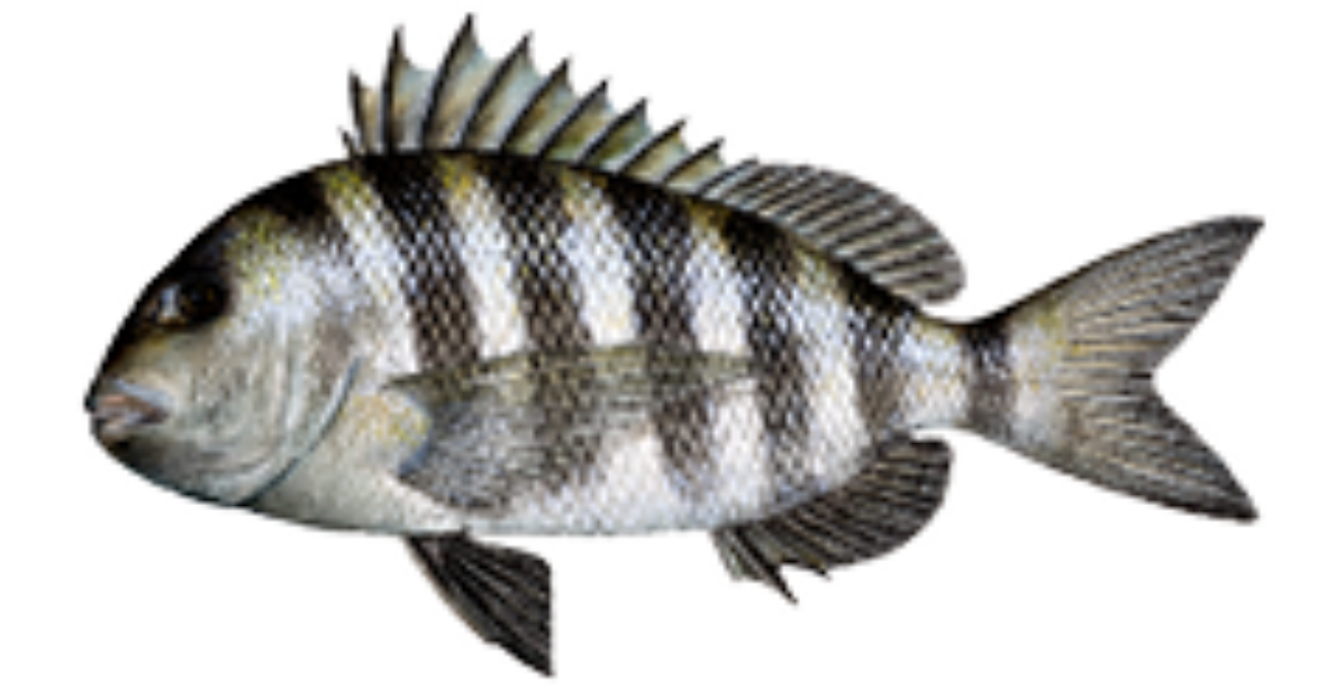 identifying florida fish