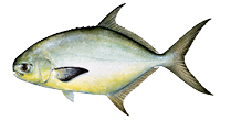Florida Saltwater Fishing - Coastal Species | eRegulations