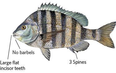 Georgia Saltwater Fish - Georgia Fishing | eRegulations