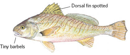 Georgia Saltwater Fish - Georgia Fishing | eRegulations