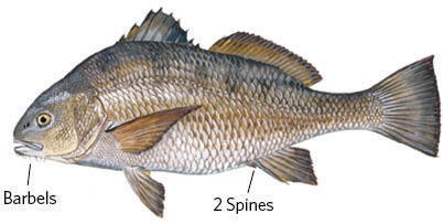 Georgia Saltwater Fish - Georgia Fishing | eRegulations