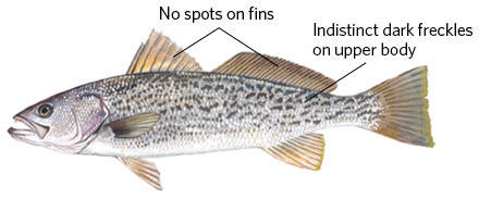 Georgia Saltwater Fish - Georgia Fishing | eRegulations
