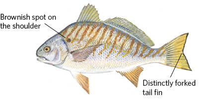Georgia Saltwater Fish - Georgia Fishing | eRegulations