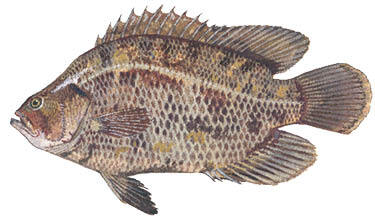 Georgia Saltwater Fish - Georgia Fishing | eRegulations