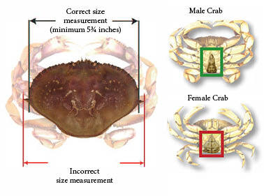 Clam & Crab Identification - Oregon Fishing | eRegulations