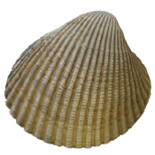 Clam & Crab Identification - Oregon Fishing | eRegulations