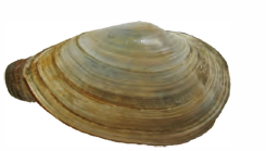 Clam & Crab Identification - Oregon Fishing | eRegulations