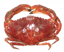 Clam & Crab Identification - Oregon Fishing | eRegulations