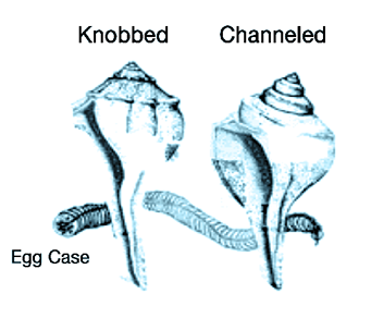 Rhode Island Commonly Caught Species - Rhode Island Saltwater Fishing ...