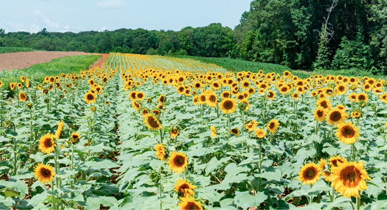 WMA Public Dove Fields - South Carolina Hunting | eRegulations