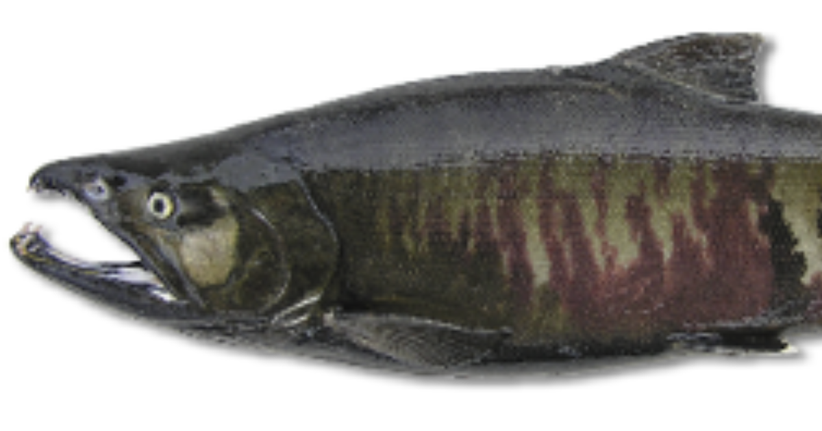 chum salmon