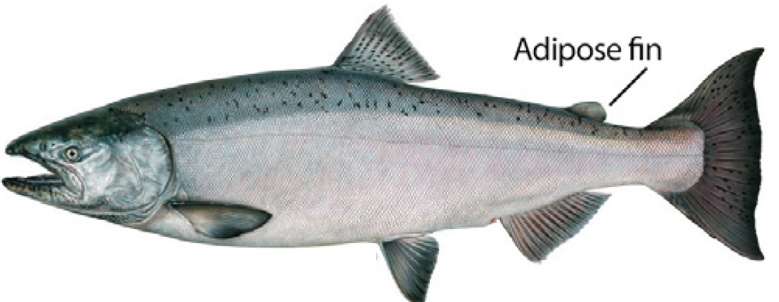 Michigan General Fishing Regulations | eRegulations