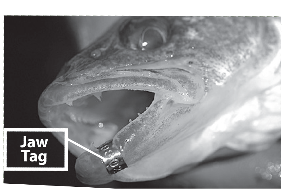 Michigan General Fishing Regulations | eRegulations