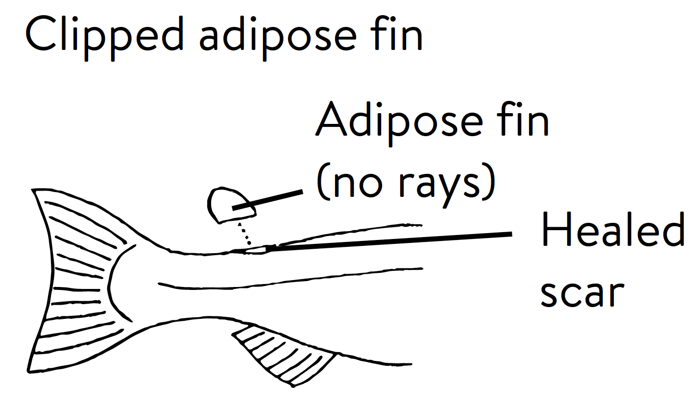 Fishing Seasons & Limits - Minnesota Fishing | eRegulations